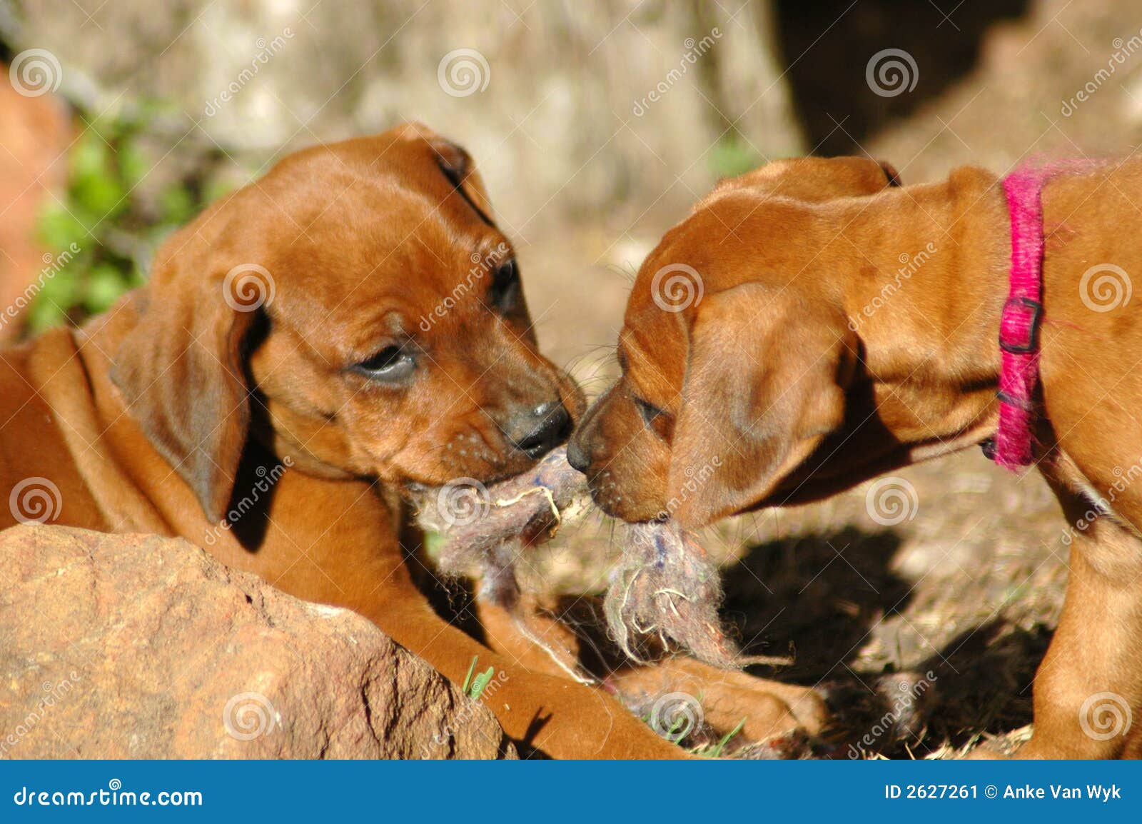 Puppies playing stock image. Image of domestic, interact - 2627261