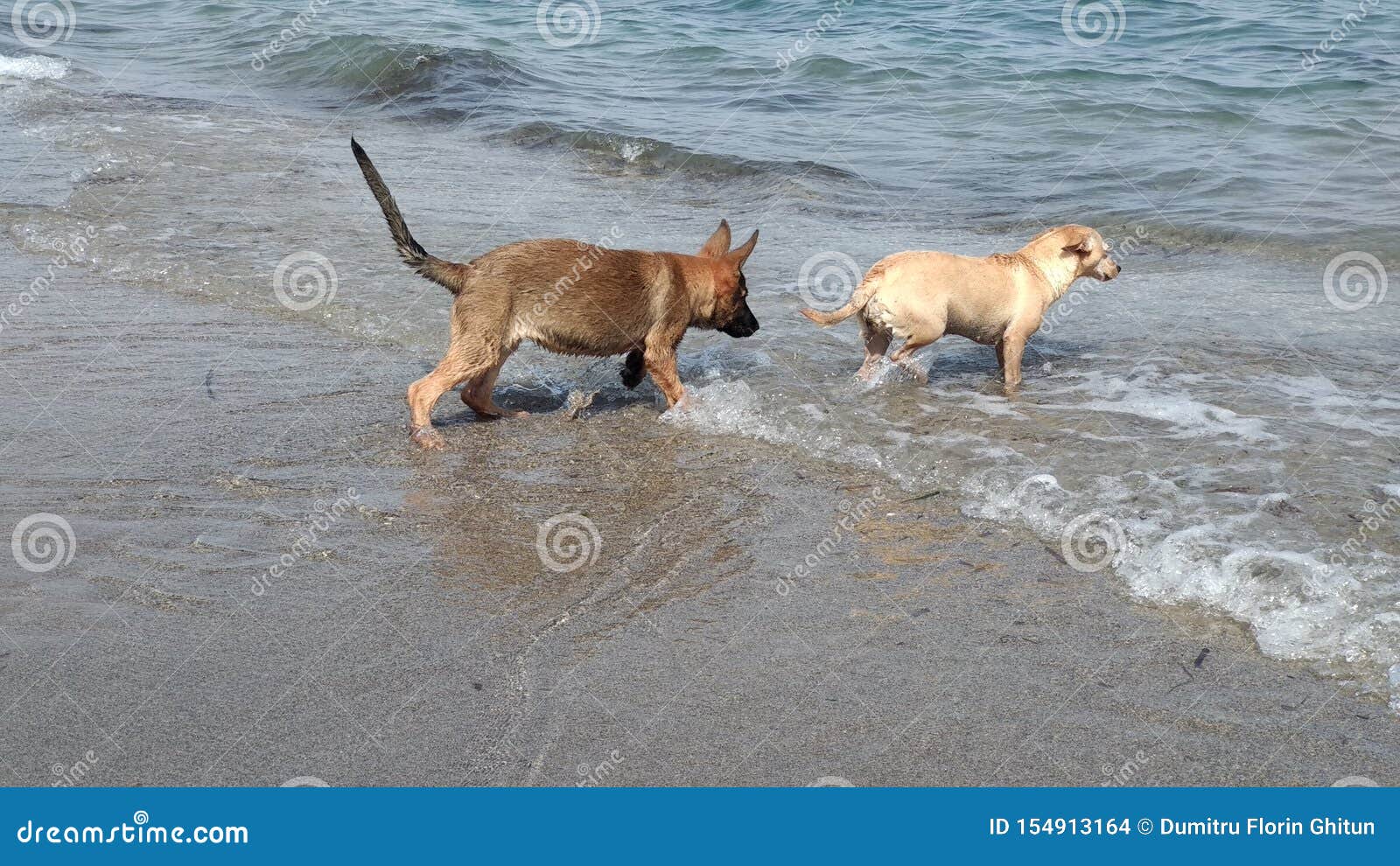 Puppies Playing Happily in the Sea Stock Photo - Image of symbol, young ...