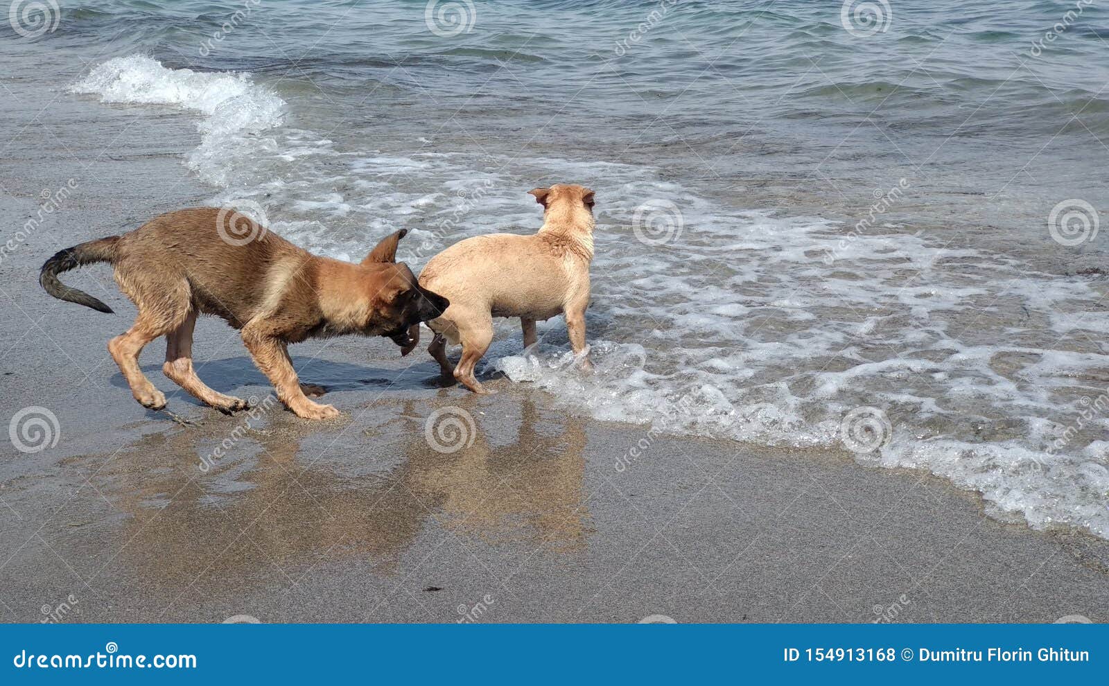 Puppies Playing Happily in the Sea Stock Photo - Image of puppy ...