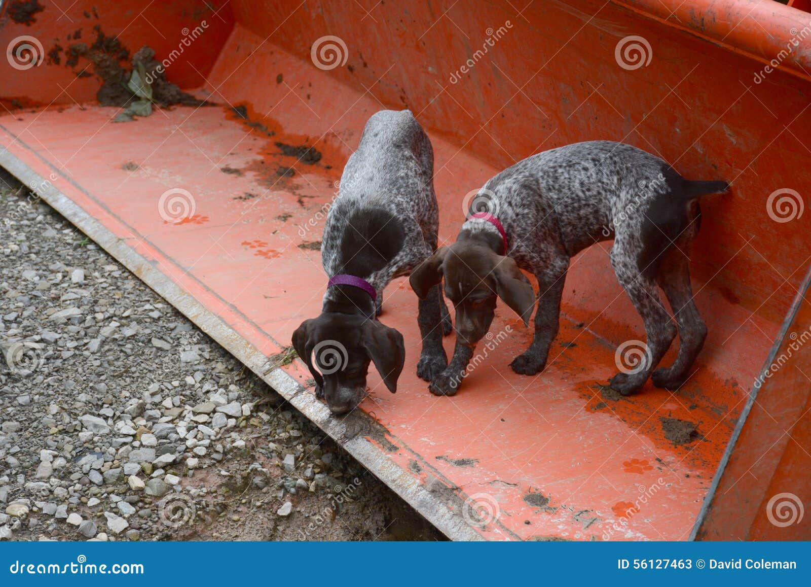 Puppies playing stock image. Image of shorthair, sniffing - 56127463
