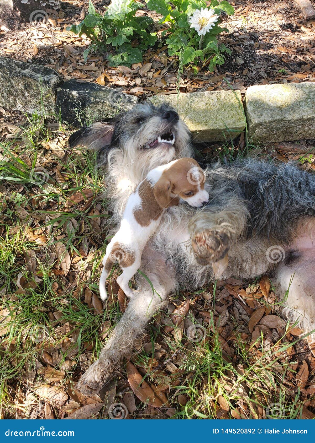 Puppies stock photo. Image of playingg, puppies, outside - 149520892