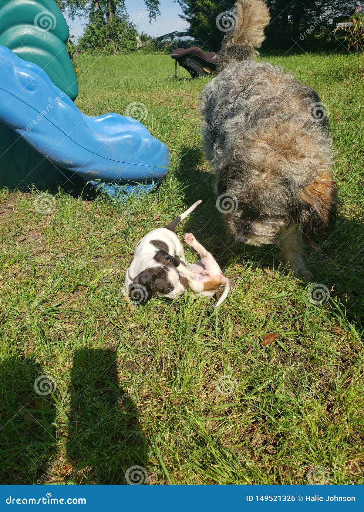 Puppies stock photo. Image of outside, puppies, playingg - 149521326