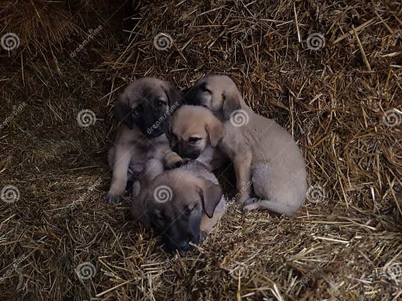 Puppies are sleeping stock photo. Image of puppies, photograph - 304661194
