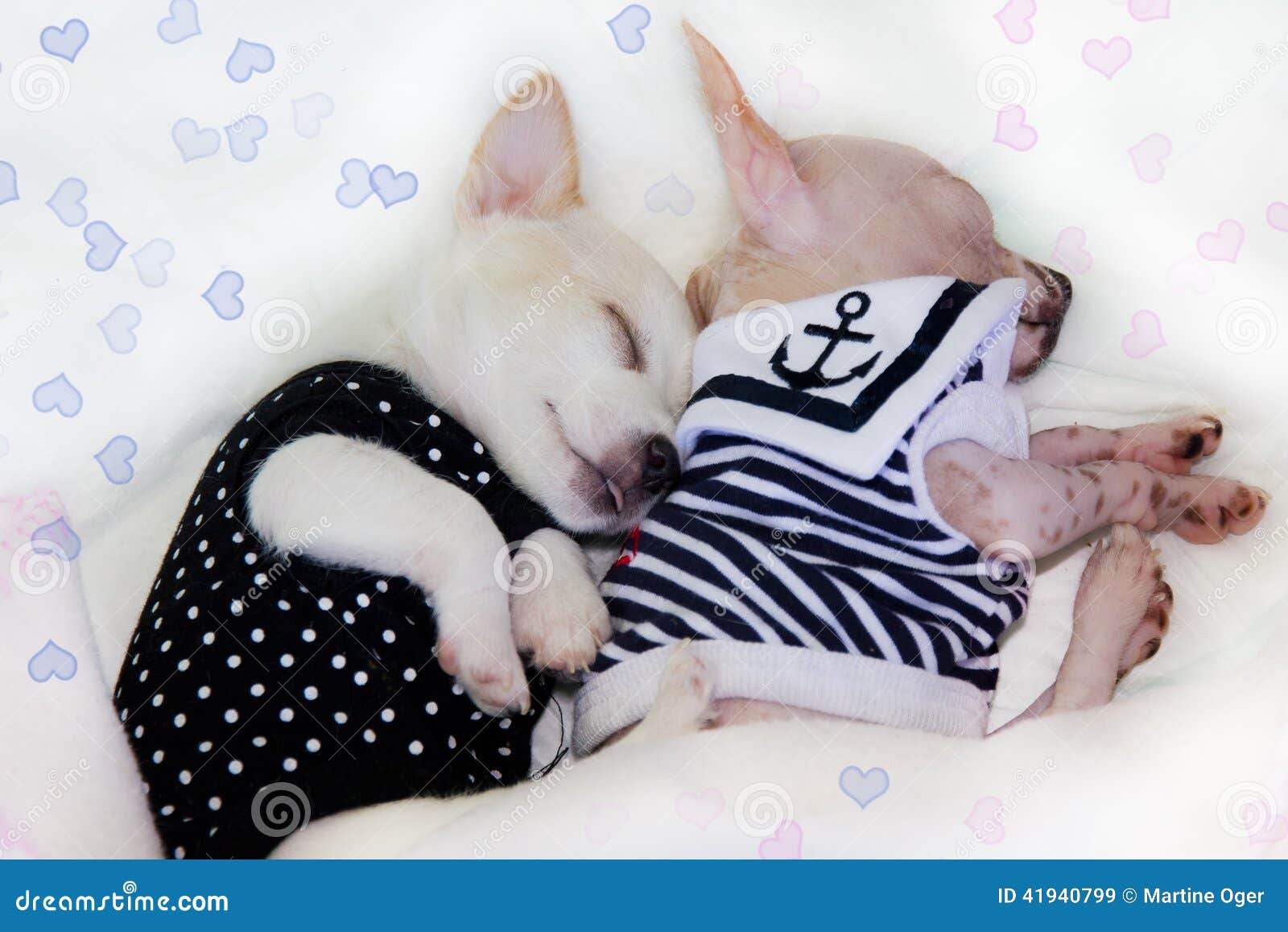 Puppies sleeping in spoon. stock image. Image of nutrition - 41940799