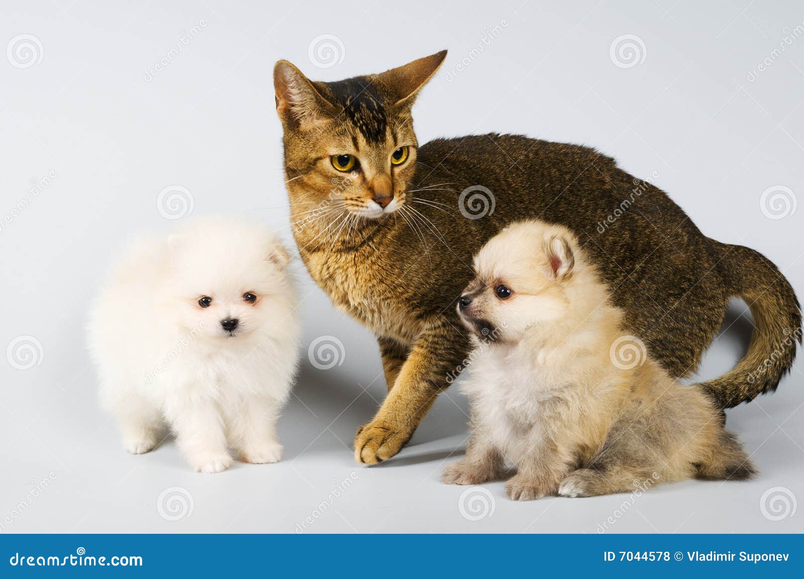 Puppies of the Spitz-dog and Cat Stock Photo - Image of childhood ...