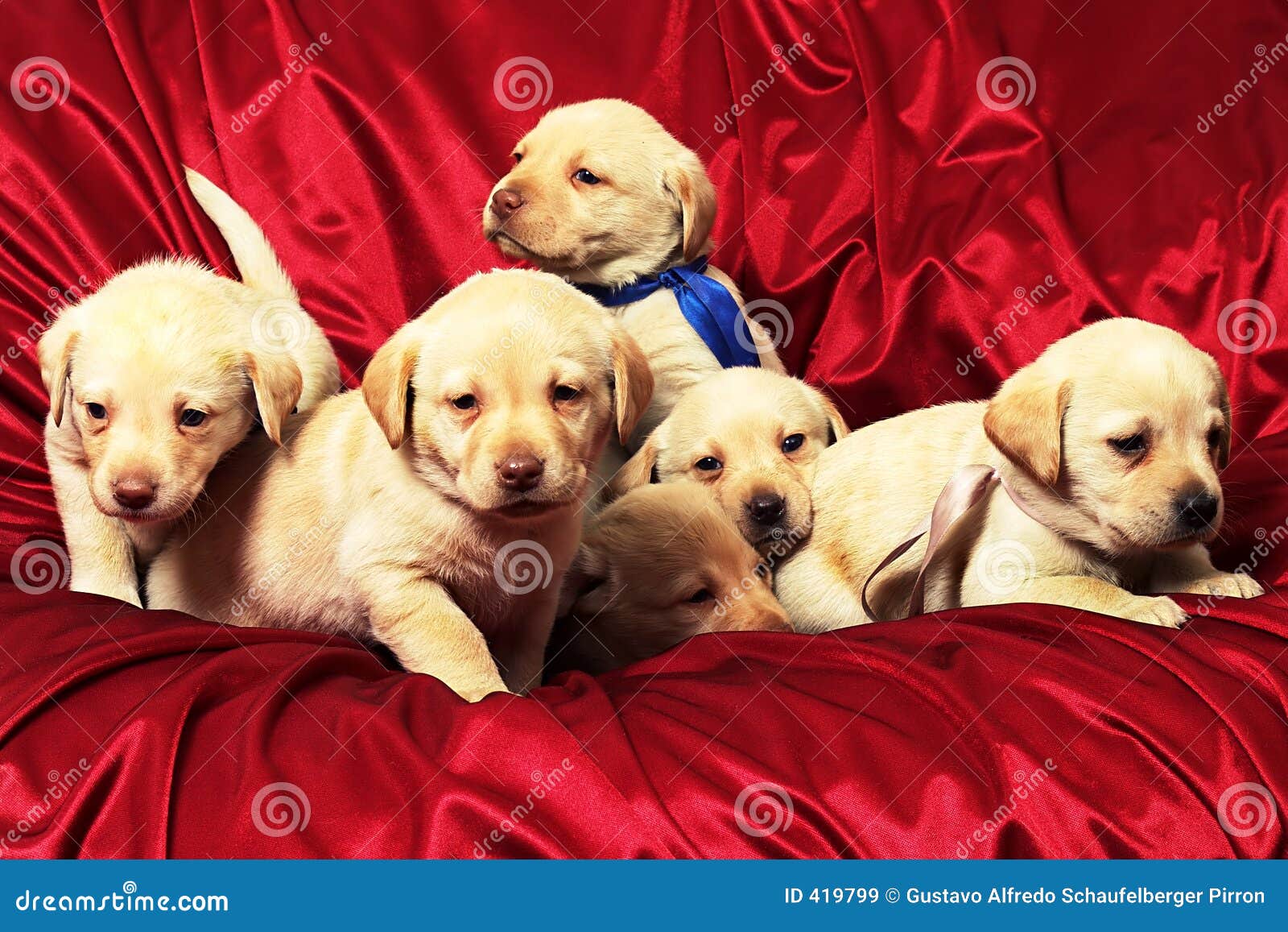 Puppies7 stock image. Image of puppies, babe, nature, children - 419799