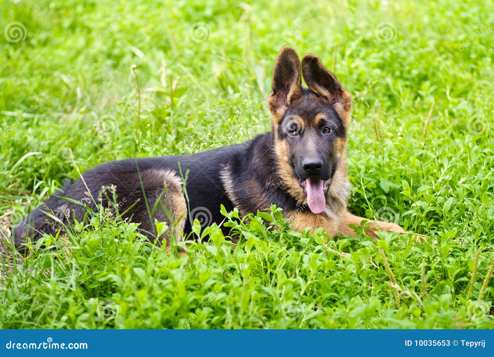 The puppy stock image. Image of cute, summer, pets, puppy - 10035653