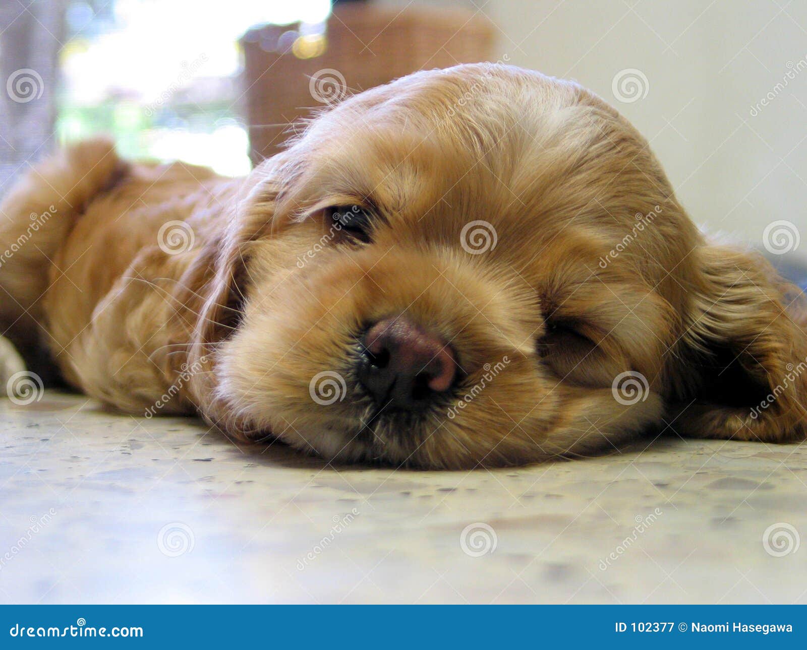 Puppy stock image. Image of comfortable, animal, comfort - 102377