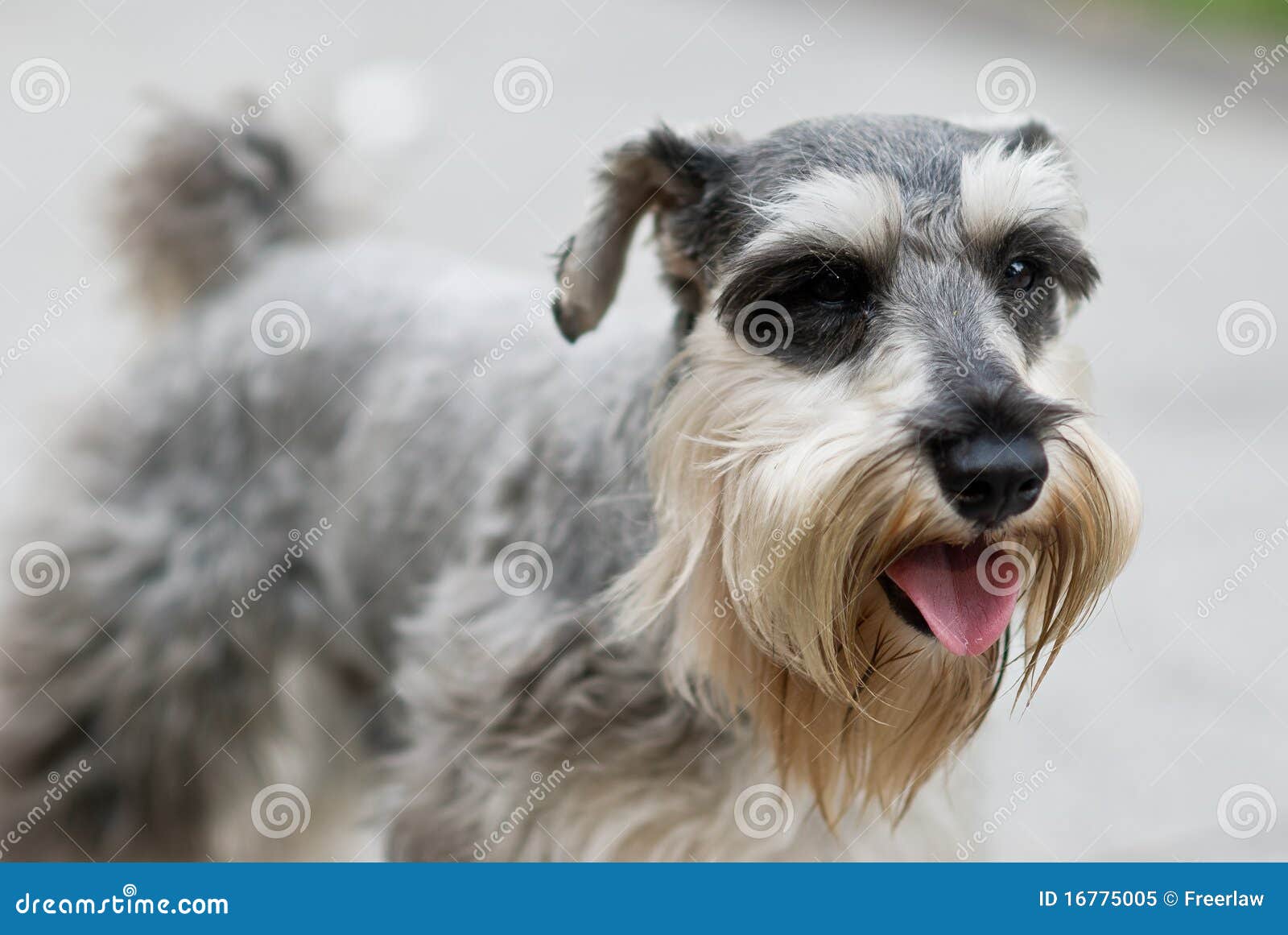 Puppy stock image. Image of beautiful, lovely, schnauzer - 16775005