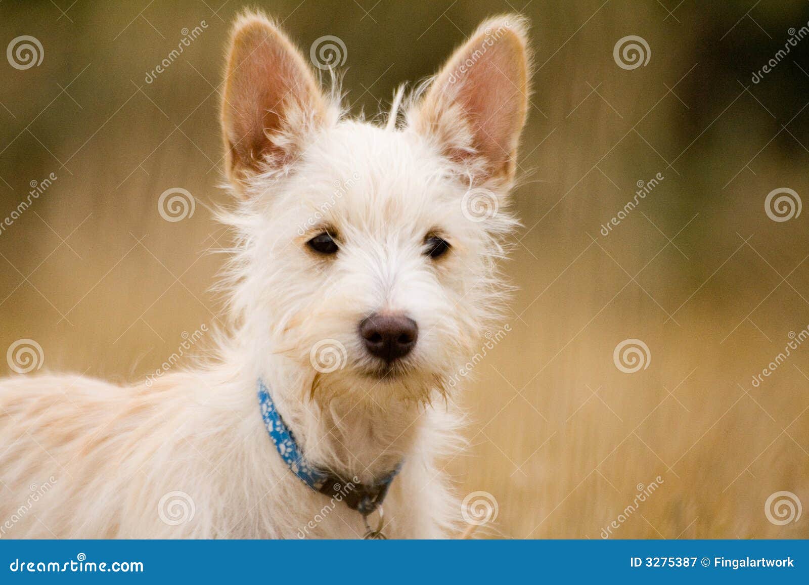 Puppy stock image. Image of beige, terrier, puppy, alert - 3275387