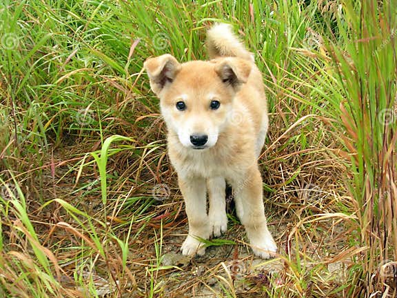 Puppy stock image. Image of puppy, loss, inhabitant, deadlock - 5312669