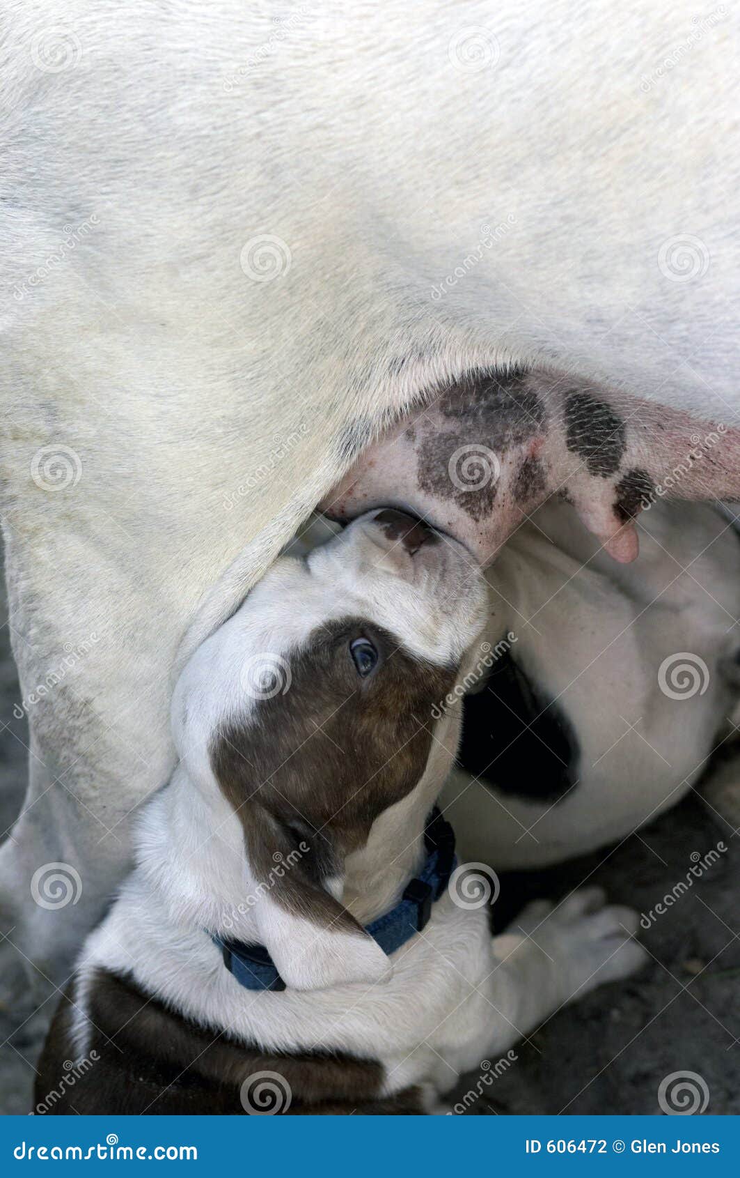 Puppy stock photo. Image of vertical, dots, dotted, canine - 606472