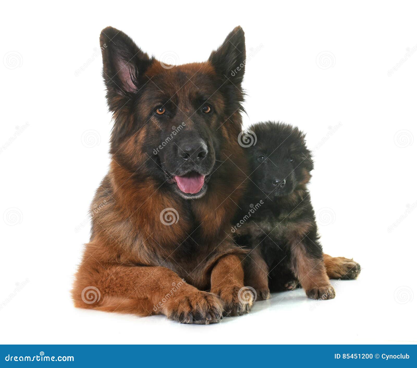Puppy and Adult German Shepherd Stock Photo - Image of puppy, breeding ...