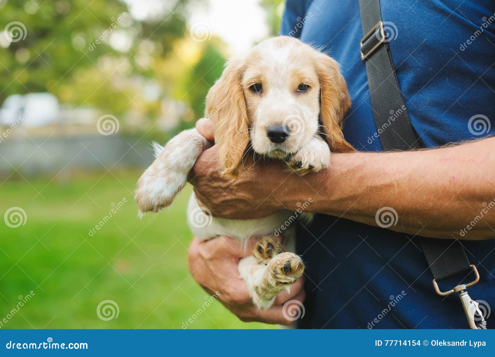 1,384 Man Cocker Spaniel Stock Photos - Free & Royalty-Free Stock ...