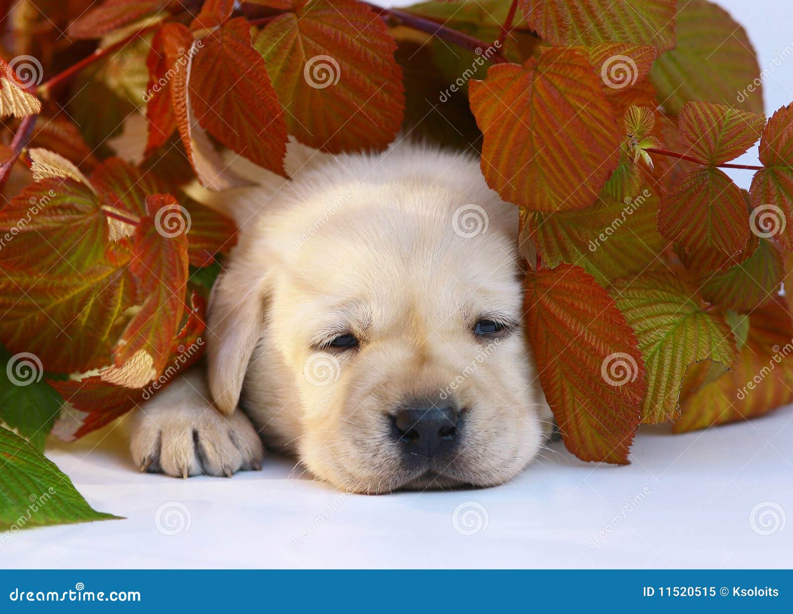 Puppy in autumn leaves. stock image. Image of young, puppy - 11520515