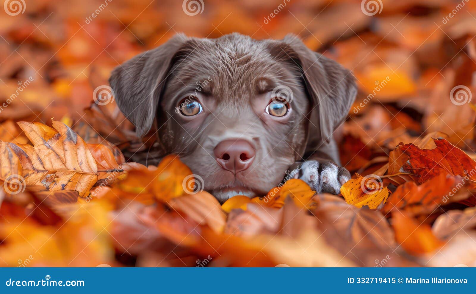 Puppy in Autumn Leaves, Hello September, Fall Abstract Background ...