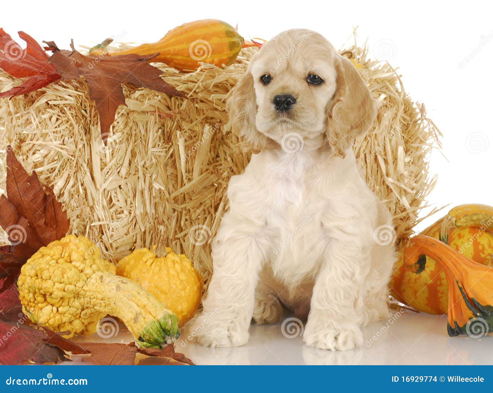 Puppy in autumn scene stock photo. Image of scene, close - 16929774
