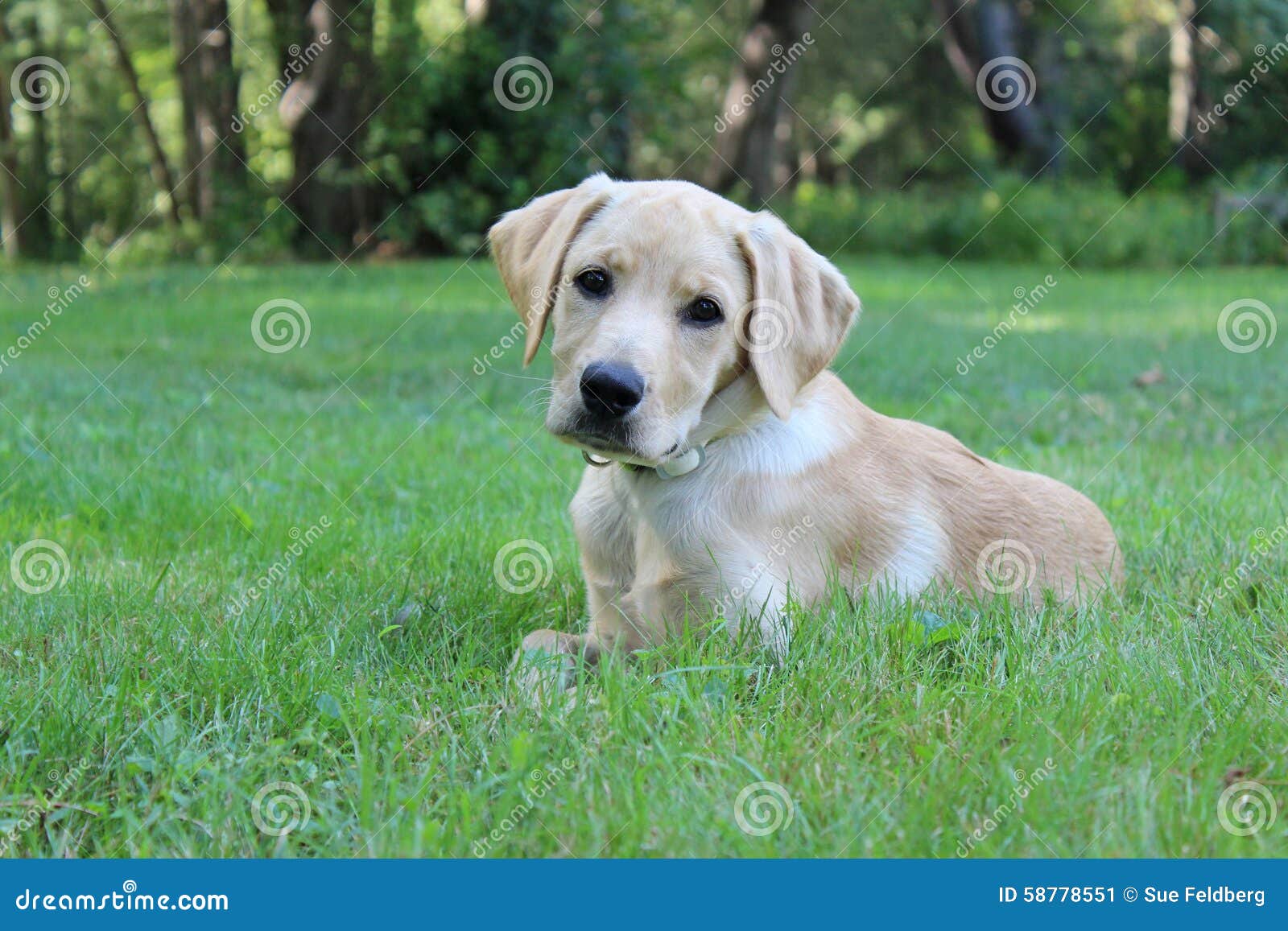 Puppy in a Backyard stock image. Image of pets, puppy - 58778551