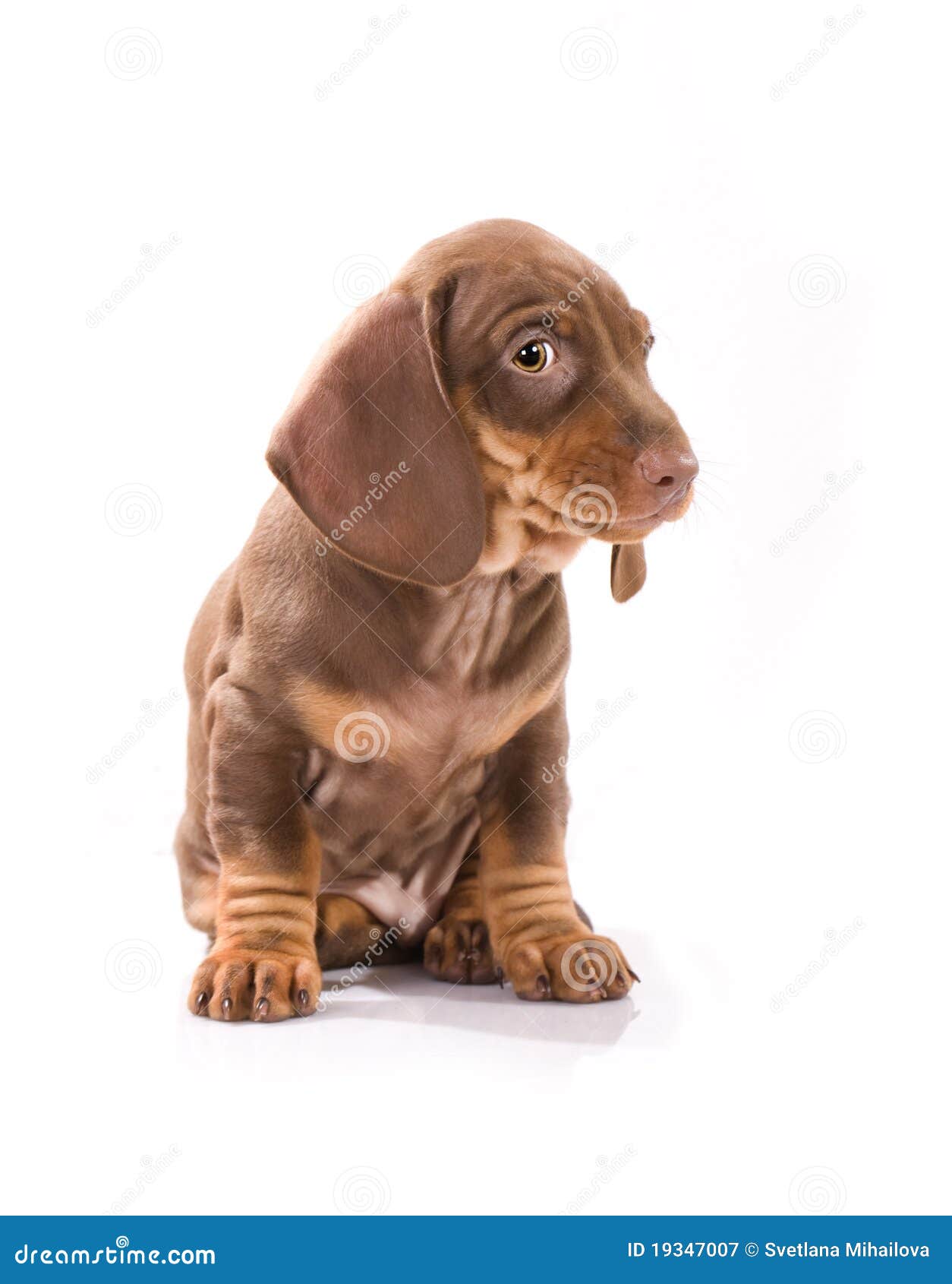 Puppy of badger-dog stock image. Image of trust, animal - 19347007