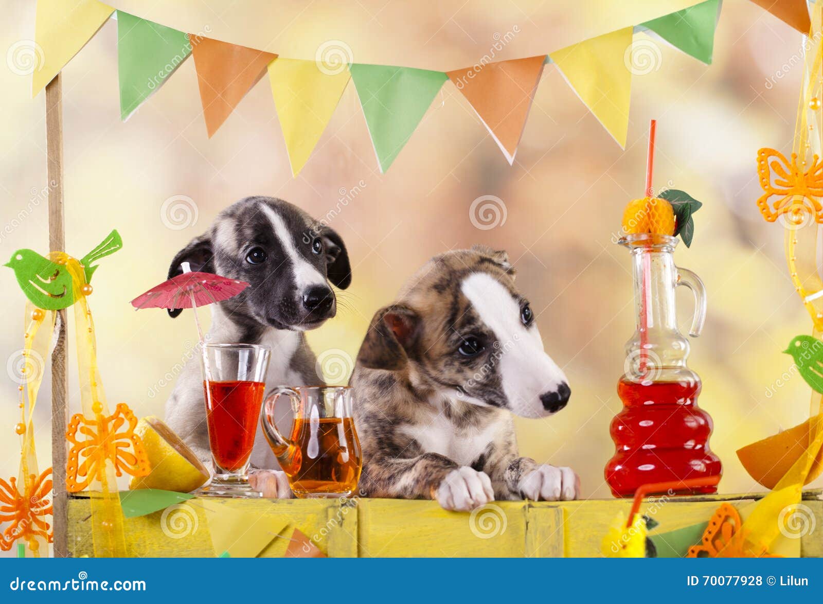 Puppy Bartending in the Bar Lemonade Stock Photo - Image of friendly ...