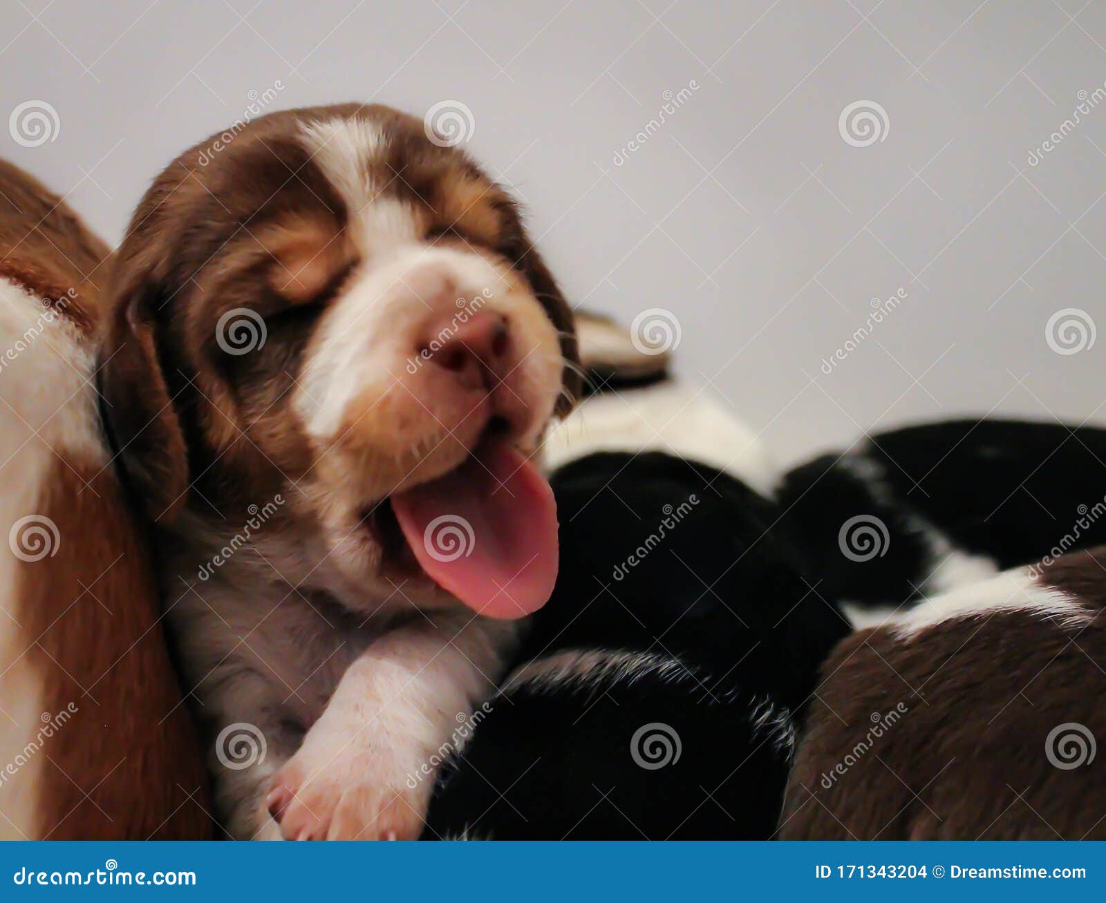Puppy beagle yawning stock photo. Image of museau, tricolore - 171343204