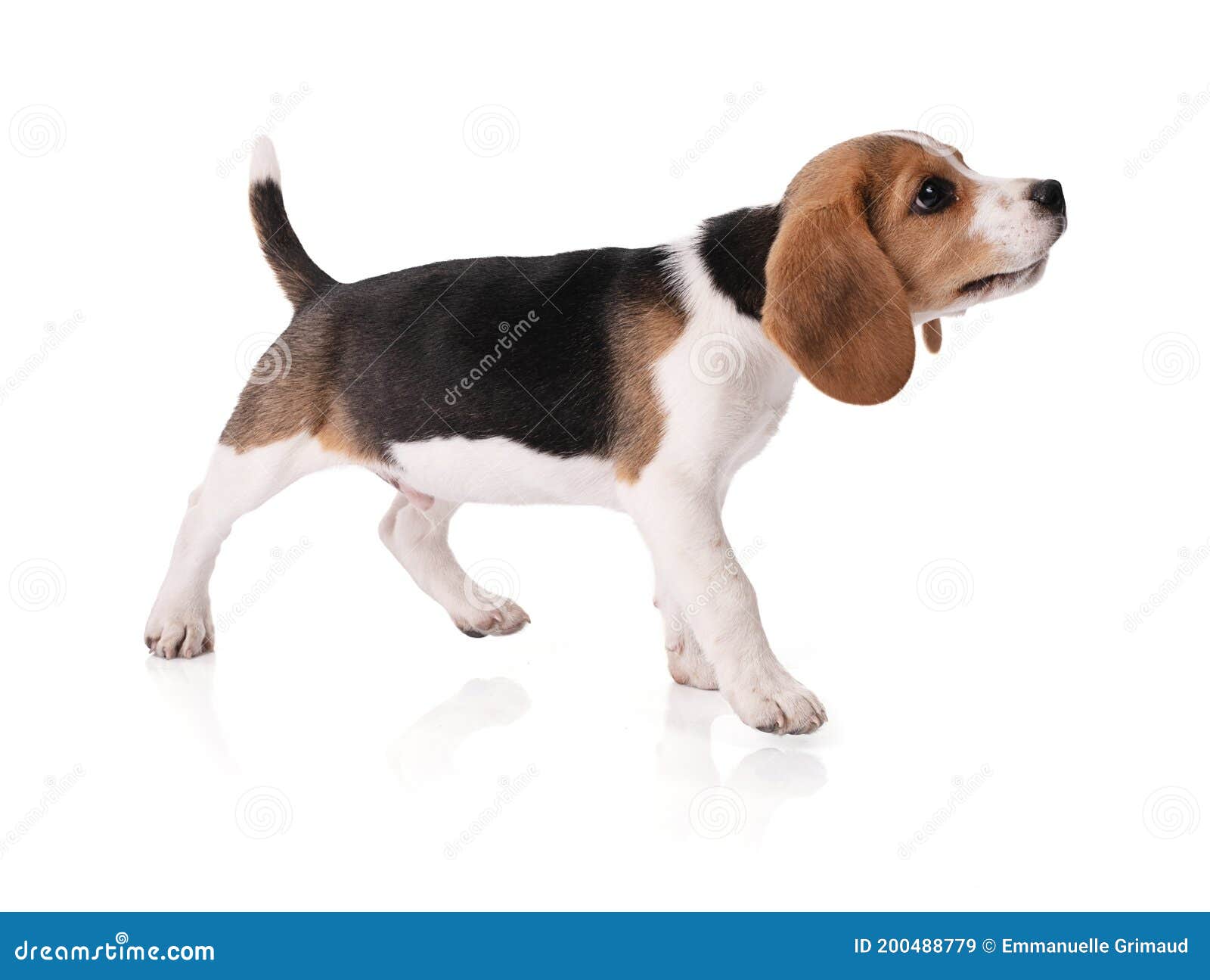 Puppy beagle standing stock image. Image of animal, canine - 200488779