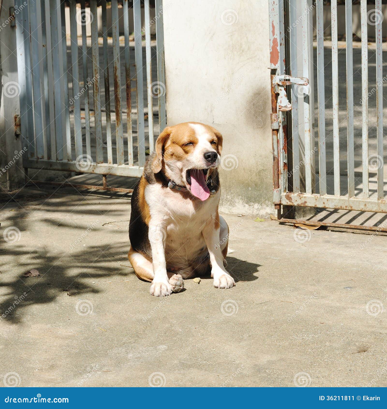 Puppy Beagle Yawning in Morning Stock Image - Image of adorable, fence ...