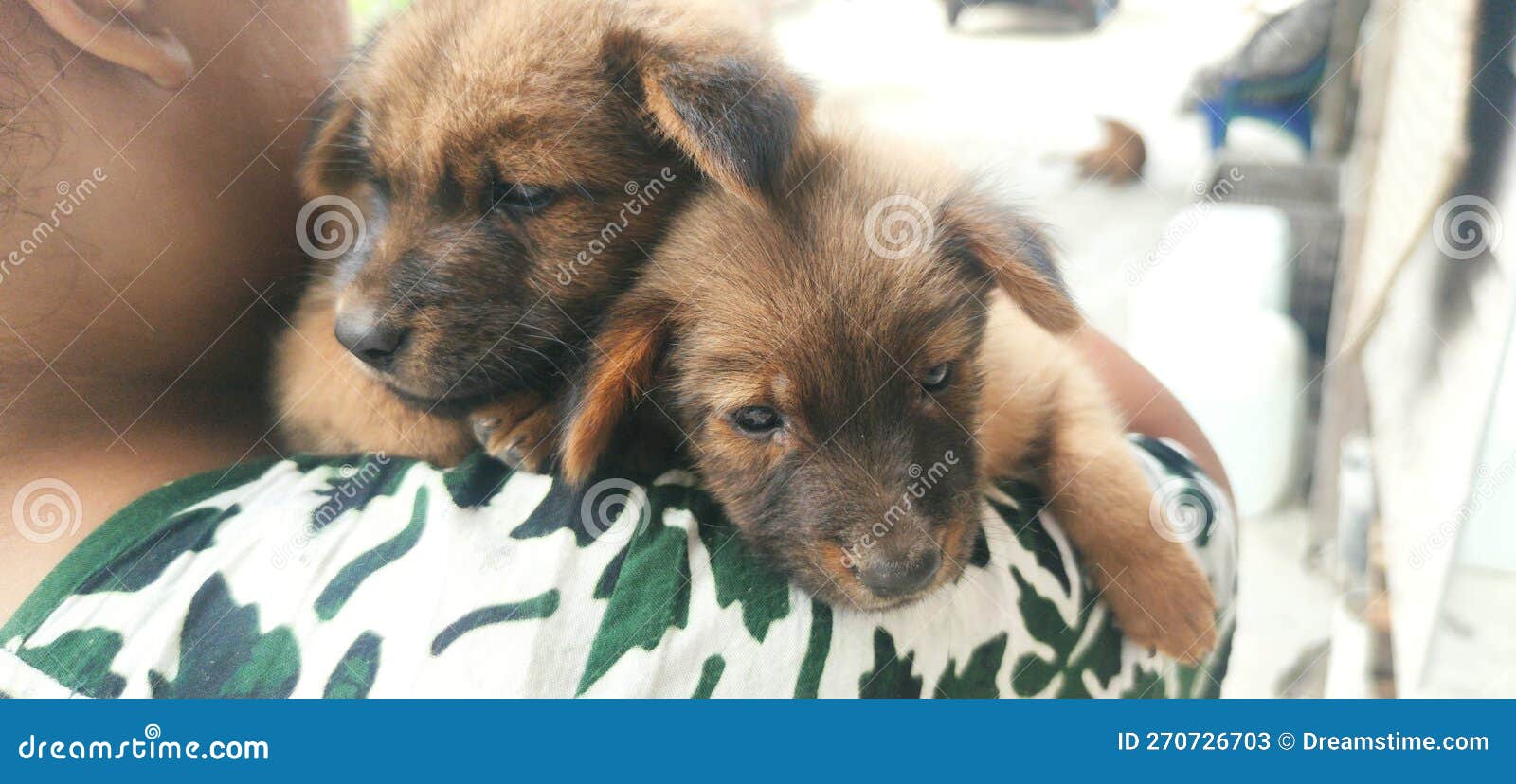 Pug Puppy Dog Being High, Smoking Marijuana Weed Joint, Wearing Hemp ...