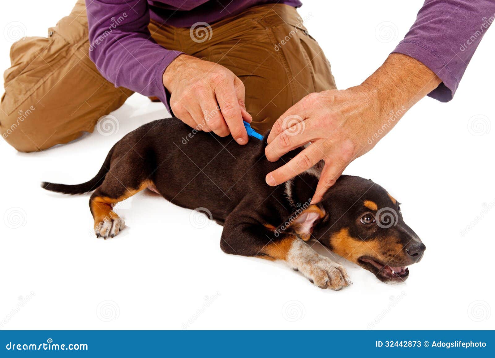 Puppy Being Microchipped stock image. Image of chip, baby - 32442873