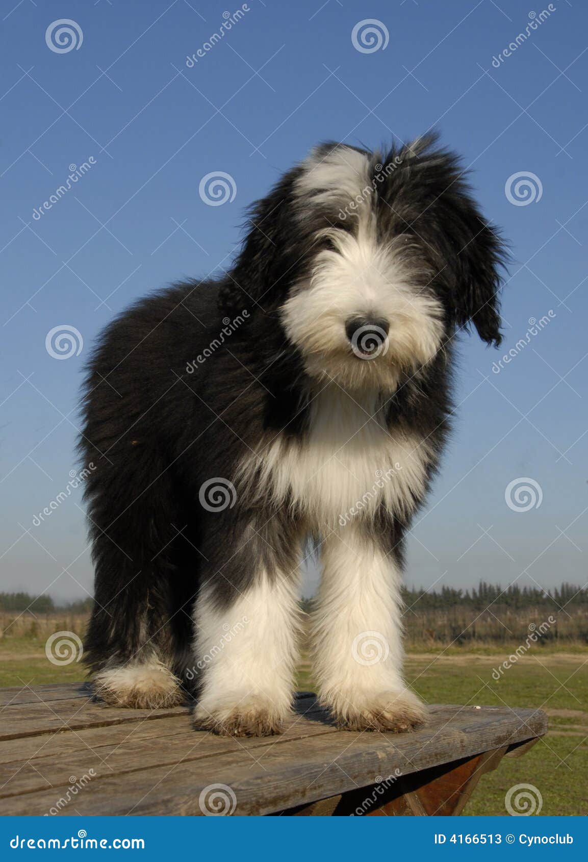 Puppy berdead collie stock image. Image of bearded, shepherd - 4166513