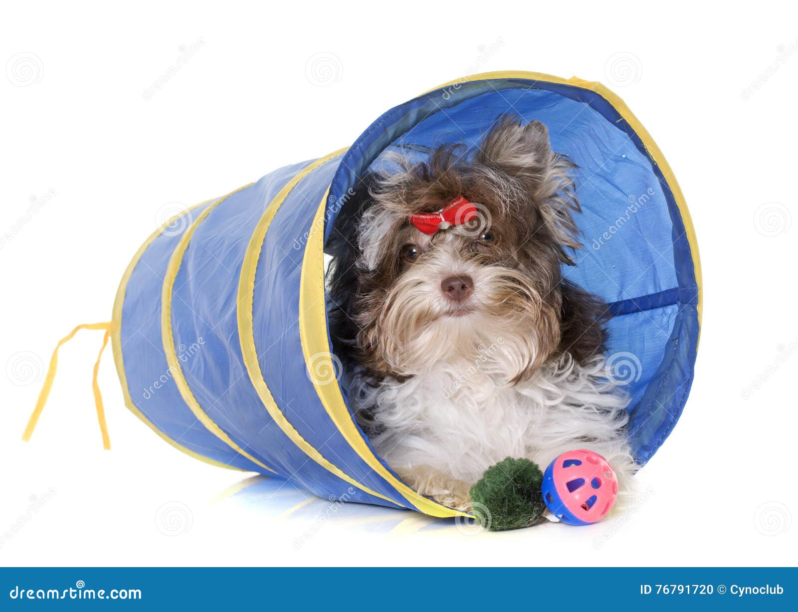 Puppy Biro Yorkshire Terrier Stock Photo - Image of young, purebred ...