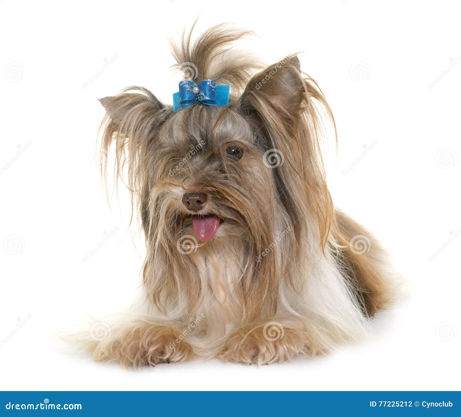 Puppy Biro Yorkshire Terrier Stock Photo - Image of yorkshire, biro ...