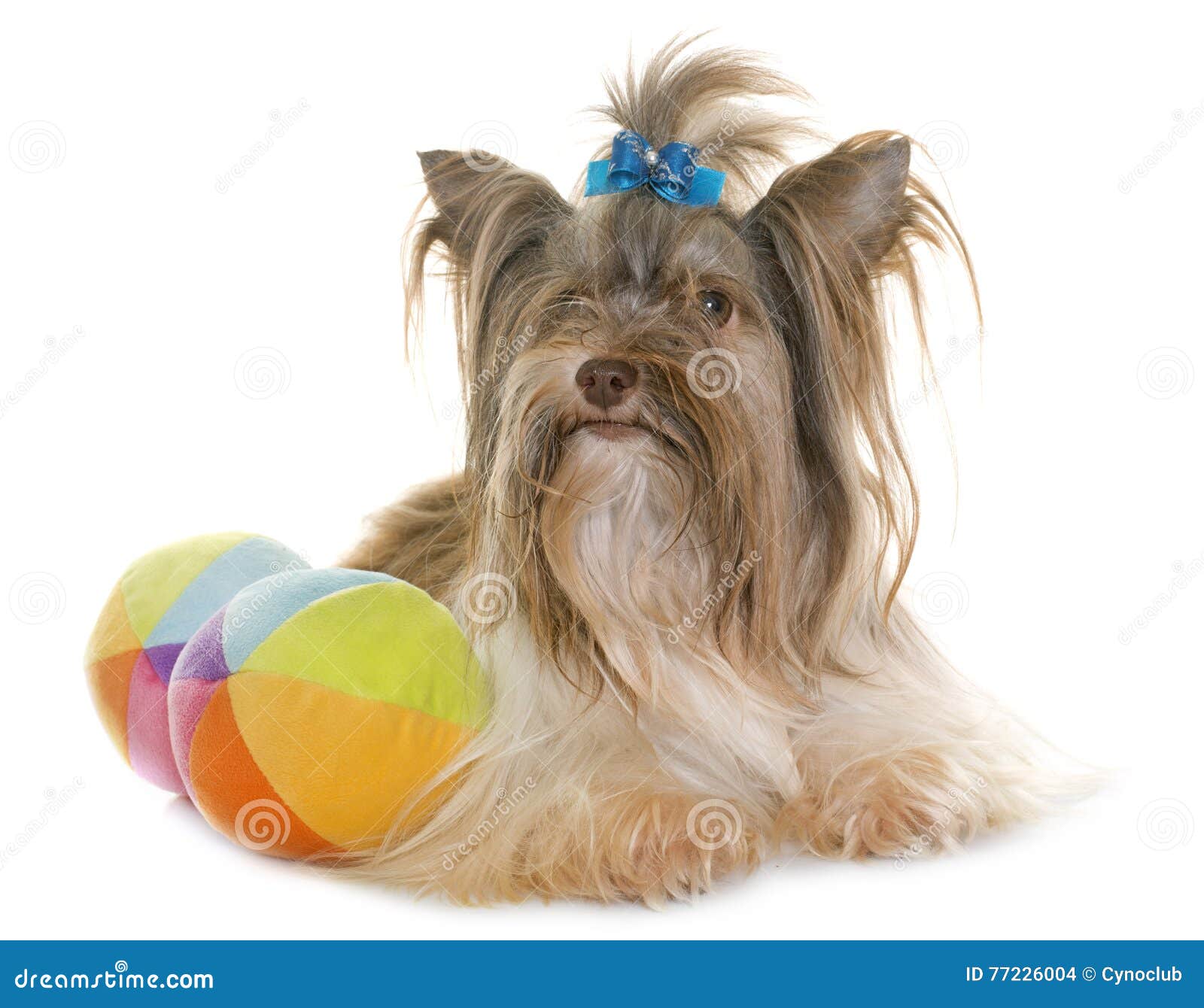 Puppy Biro Yorkshire Terrier Stock Photo - Image of biro, purebred ...