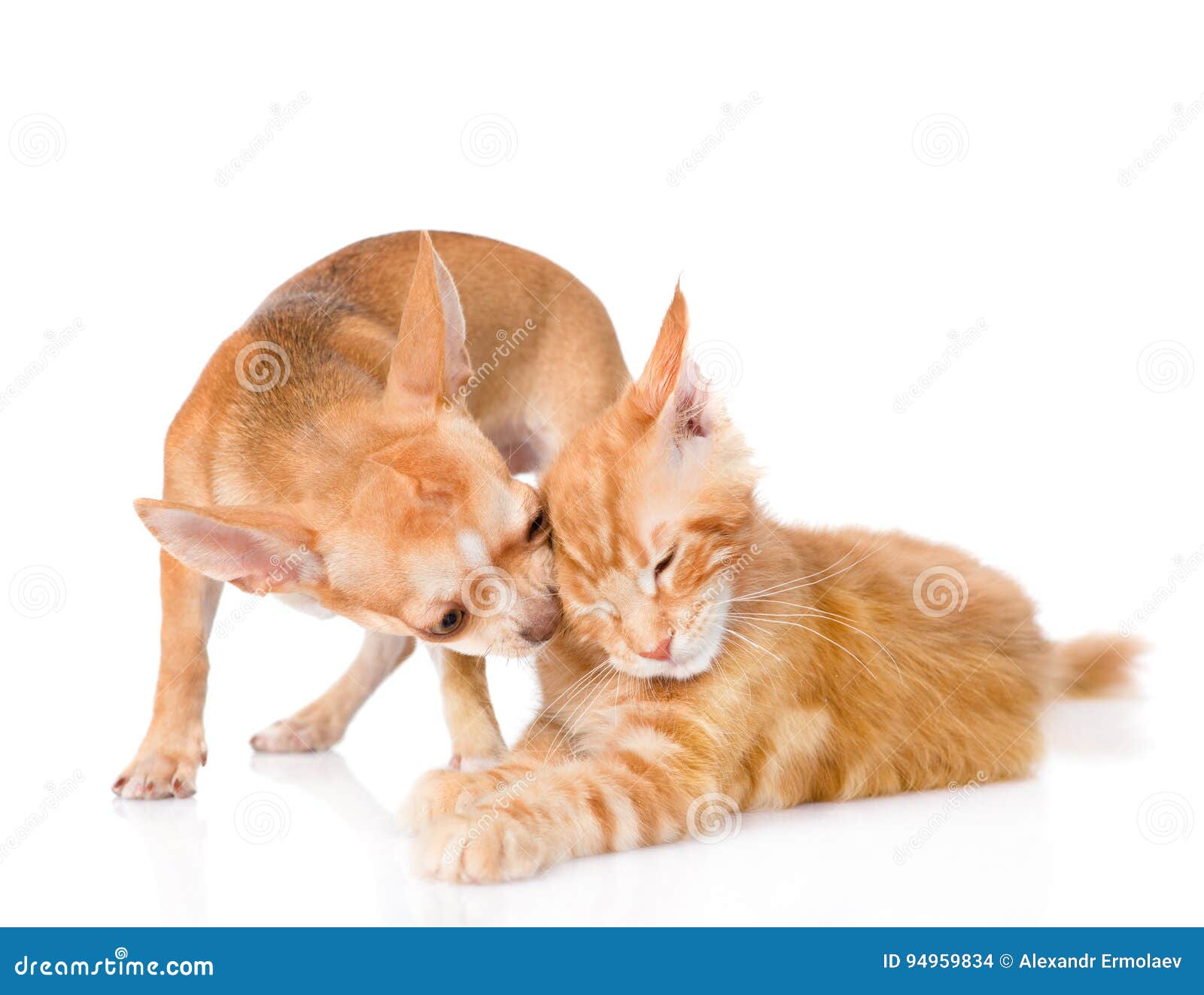 Puppy Bites the Cat`s Ear. Isolated on White Background Stock Photo ...