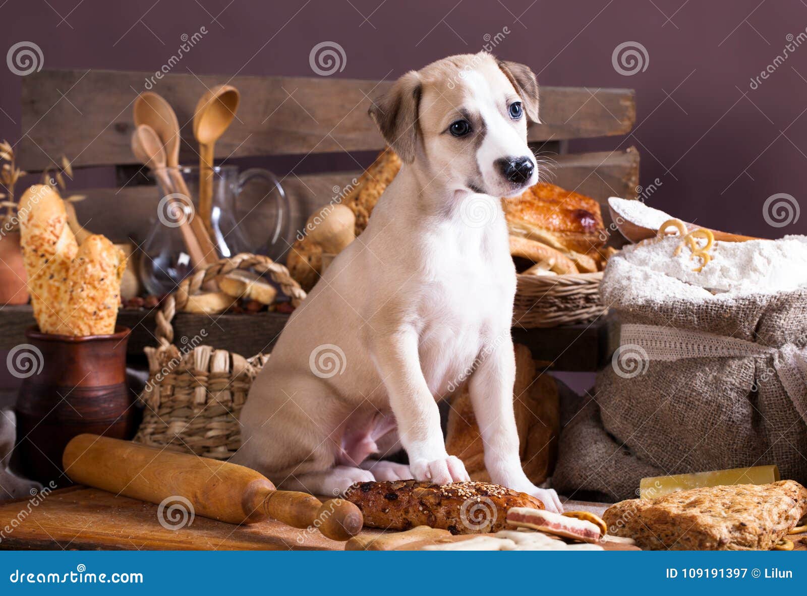 Whippet Puppy Bites a Loaf, Eats Bread Stock Image - Image of culinary ...