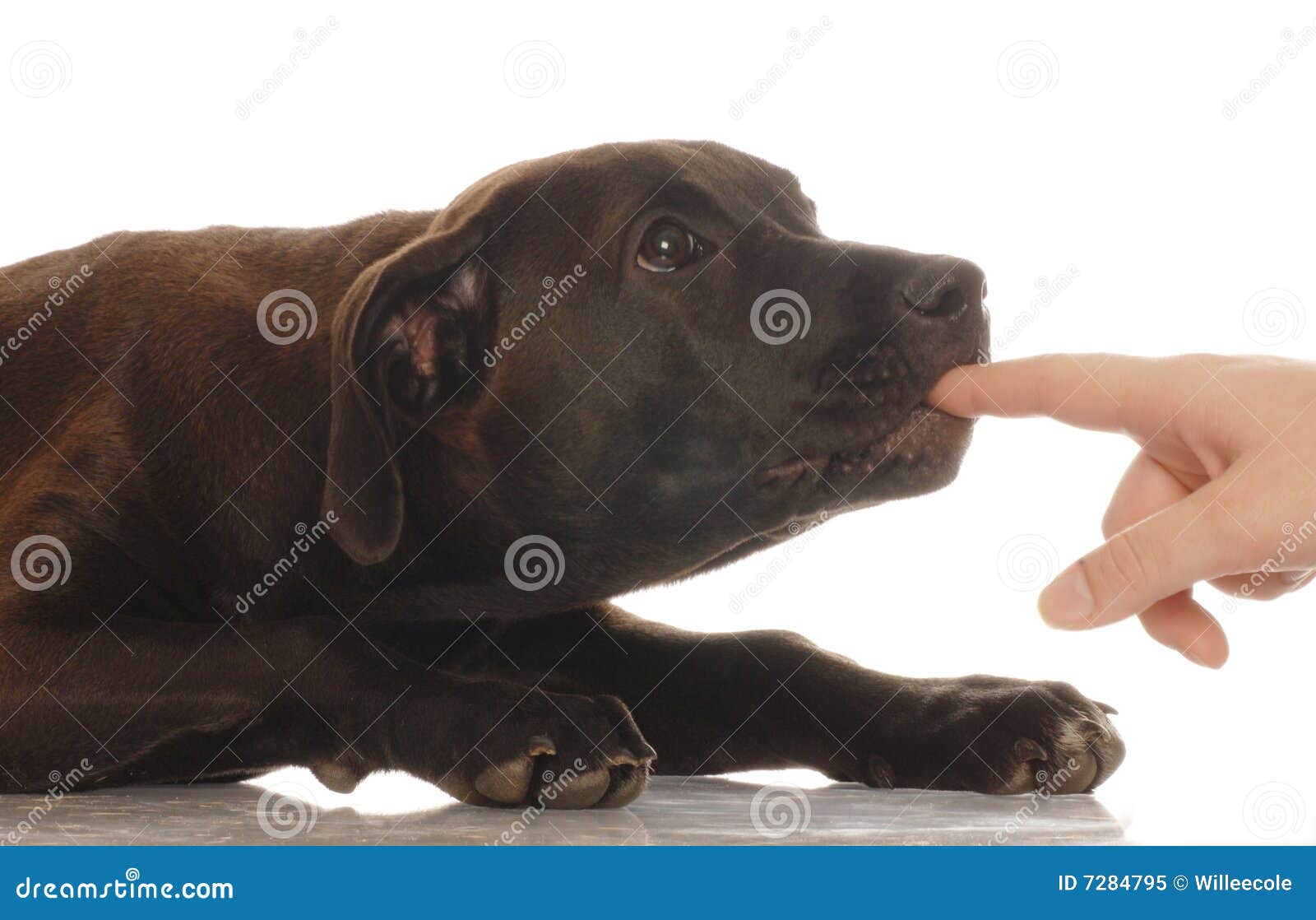 Puppy biting finger stock image. Image of brown, hound - 7284795