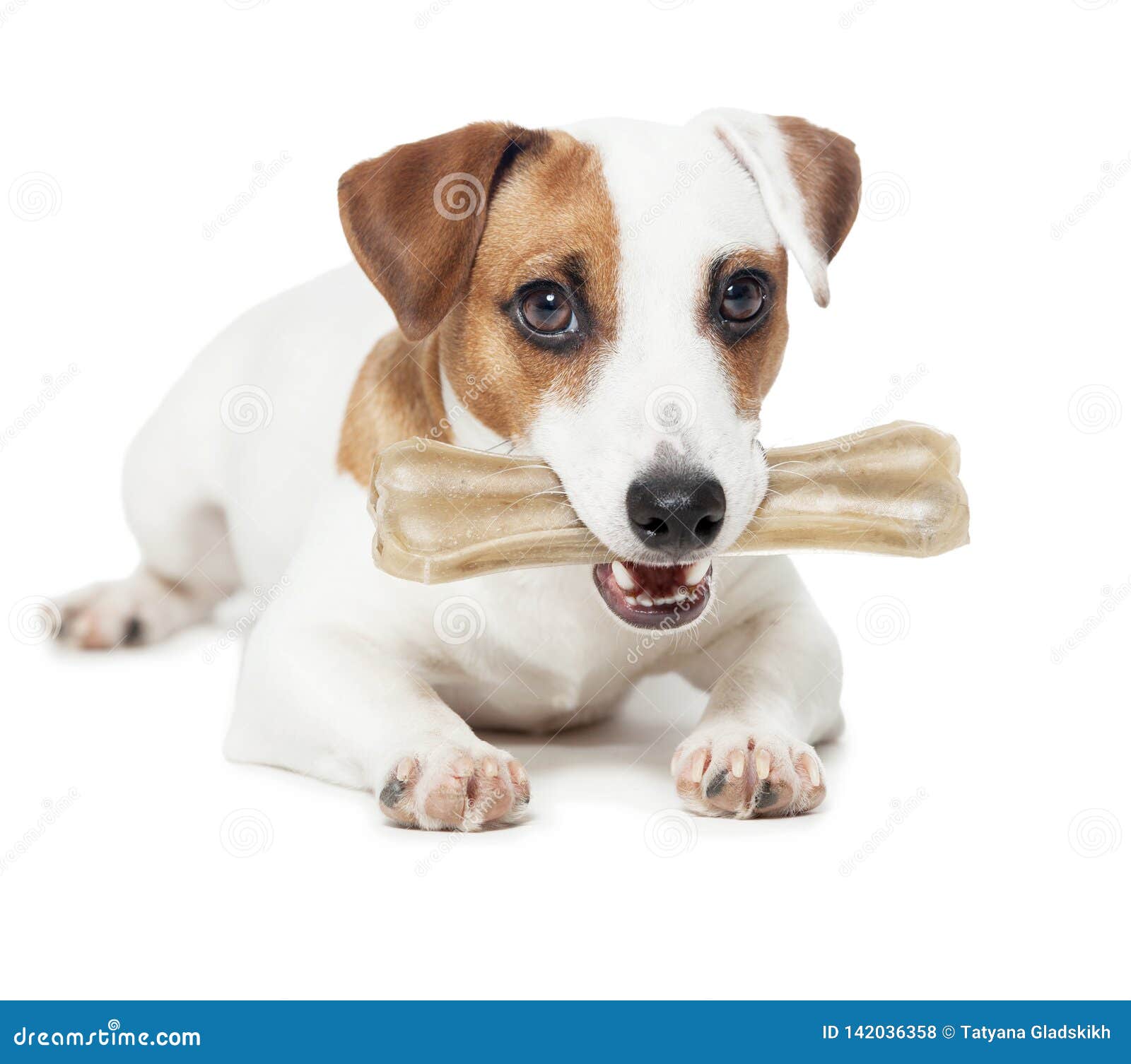 Puppy with bone stock photo. Image of jack, canine, mammal - 142036358