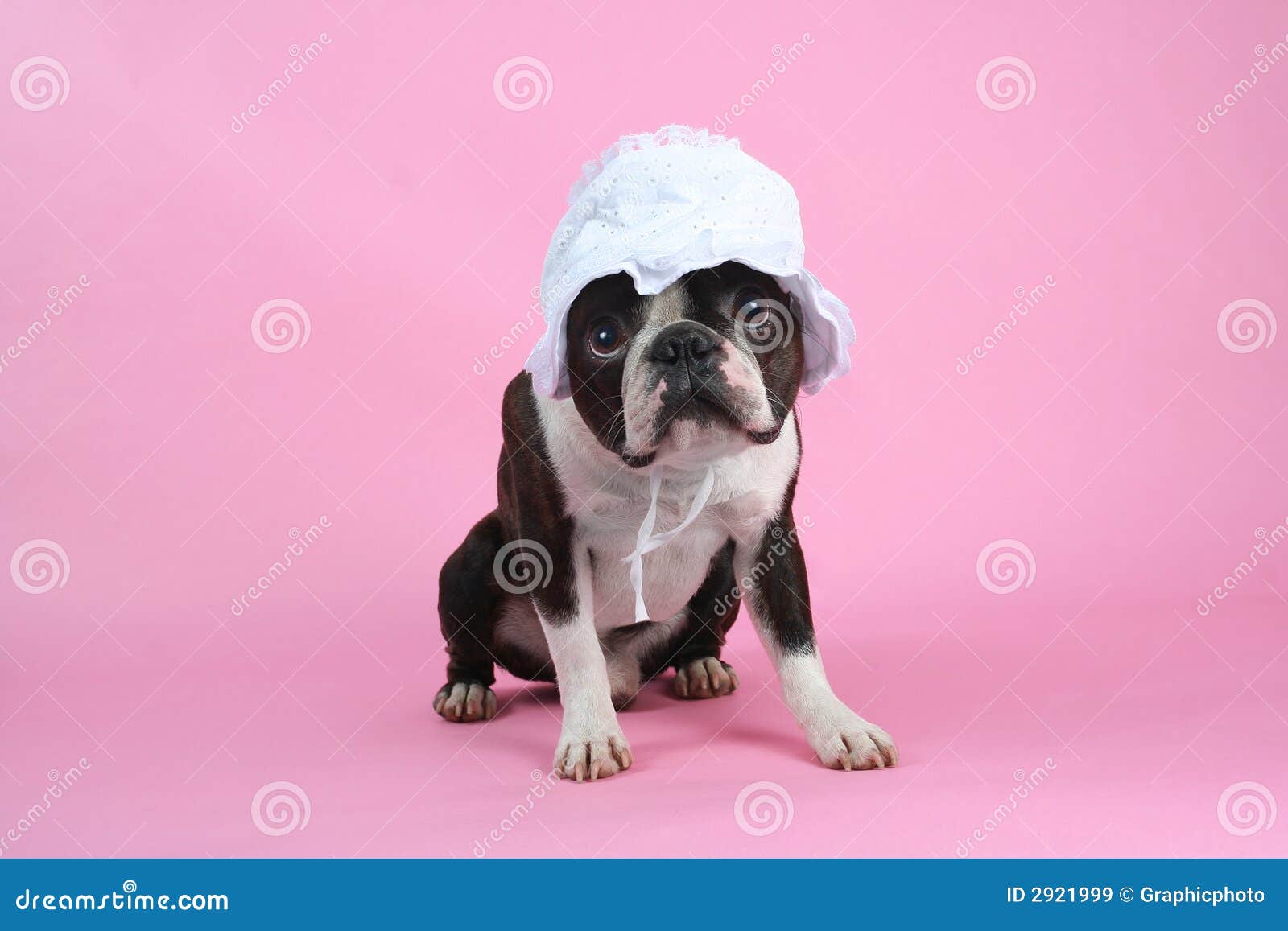 Puppy bonnet stock image. Image of bonnet, animal, small - 2921999