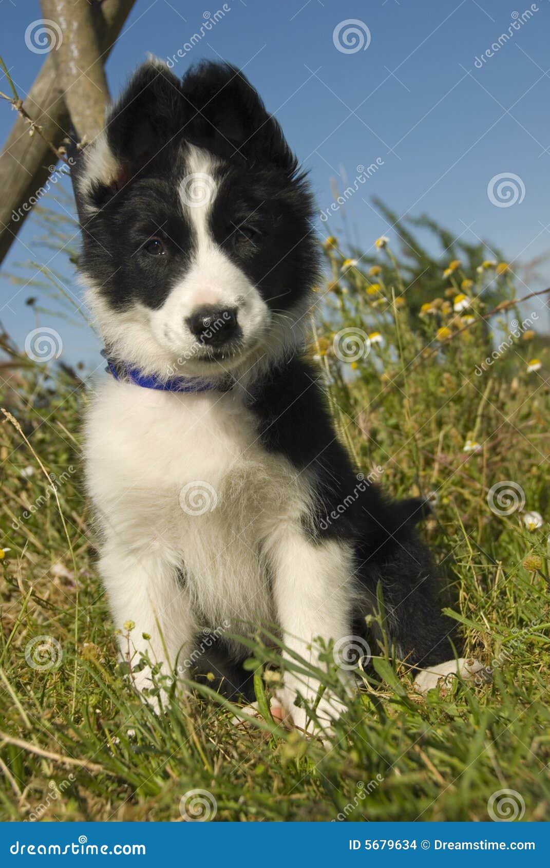 Puppy border collie stock photo. Image of afraid, nature - 5679634