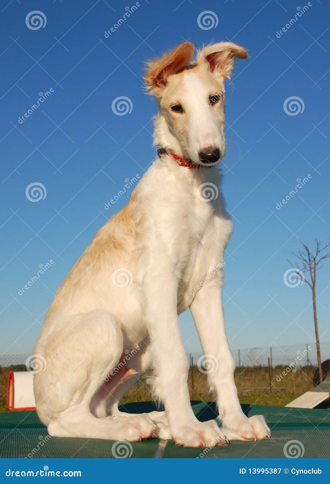 Puppy borzoi stock image. Image of pets, animal, white - 13995387