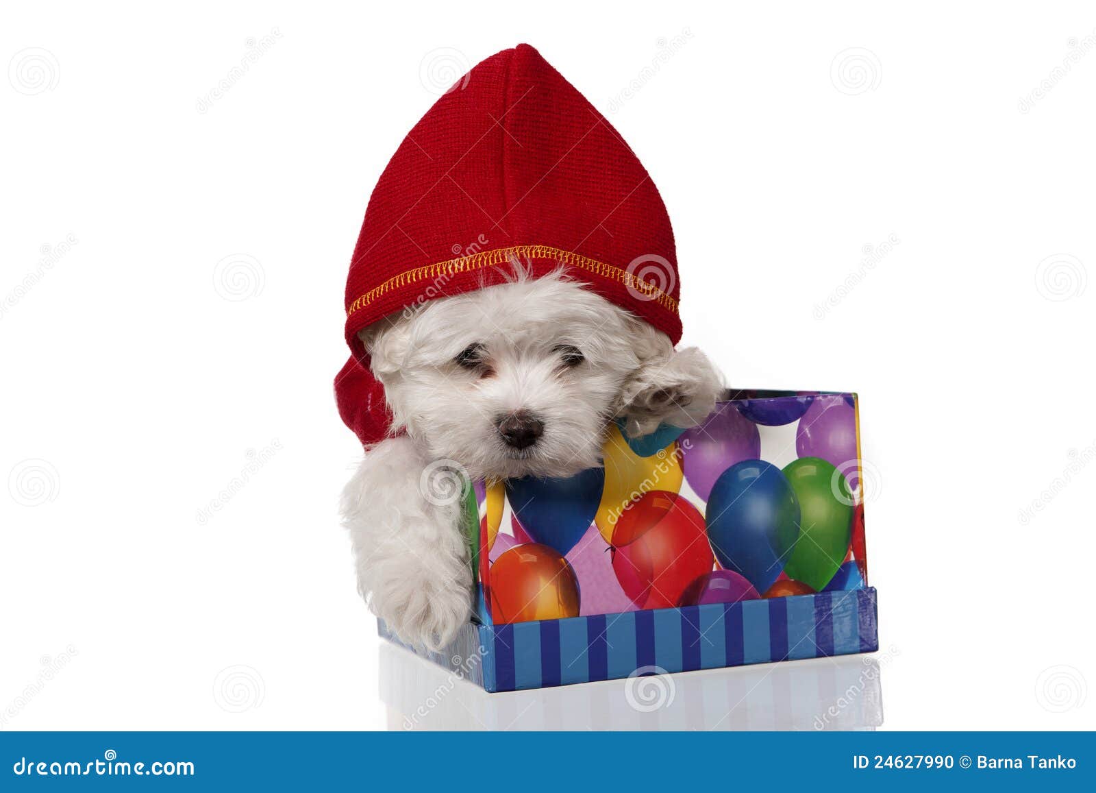 Puppy in a box stock photo. Image of cute, breed, small - 24627990