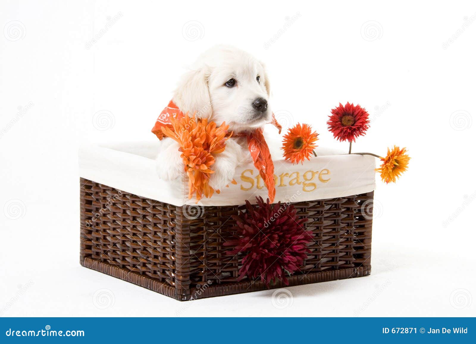 Puppy in a box stock image. Image of doggy, golden, mammal - 672871