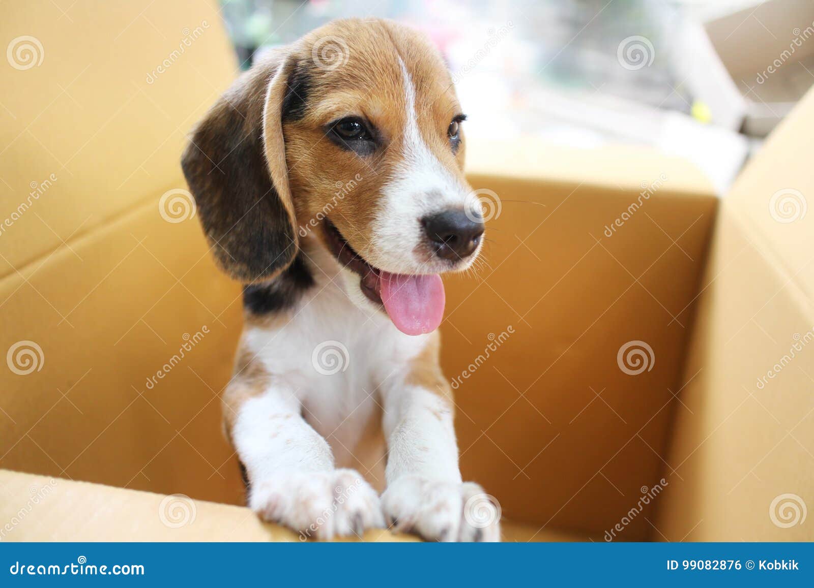 Puppy in a box. stock photo. Image of mail, inside, hold - 99082876