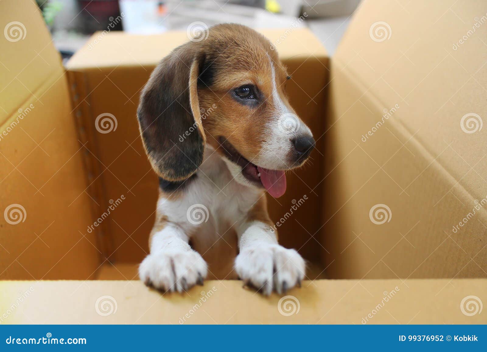 Puppy in the box. stock photo. Image of hold, pets, beagle - 99376952