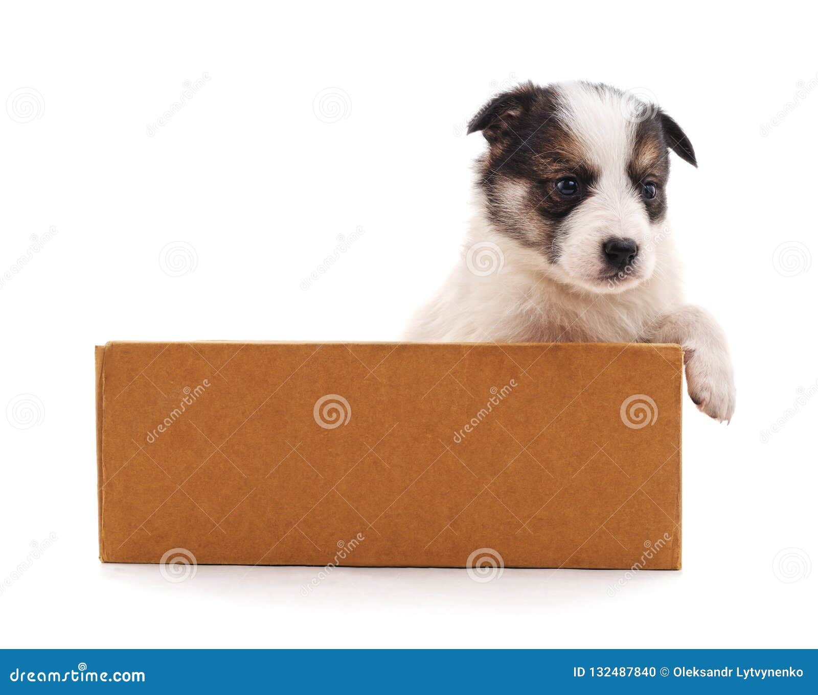 Puppy in the box stock photo. Image of color, canine - 132487840