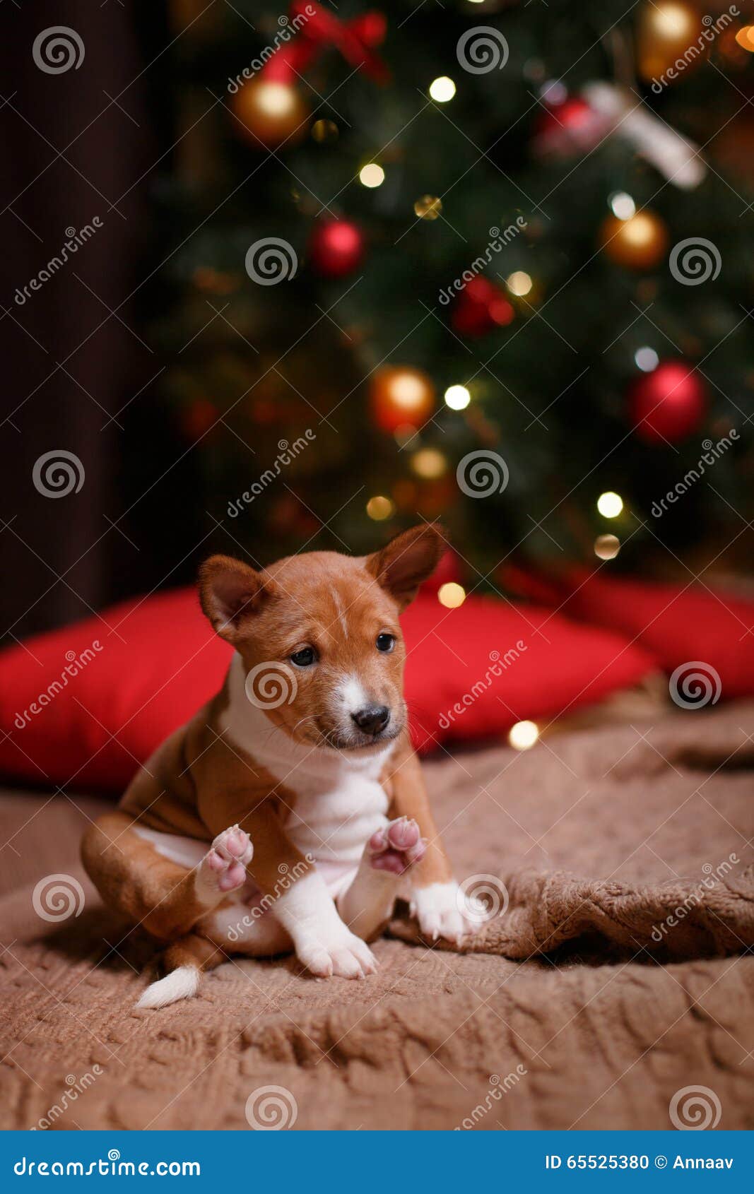 98,226 New Year Studio Background Stock Photos - Free & Royalty-Free ...