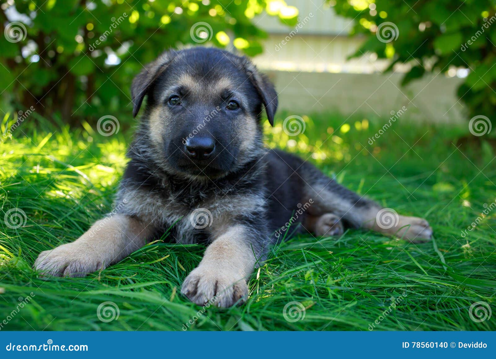 Puppy Breed German Shepherd Stock Photo - Image of green, hair: 78560140