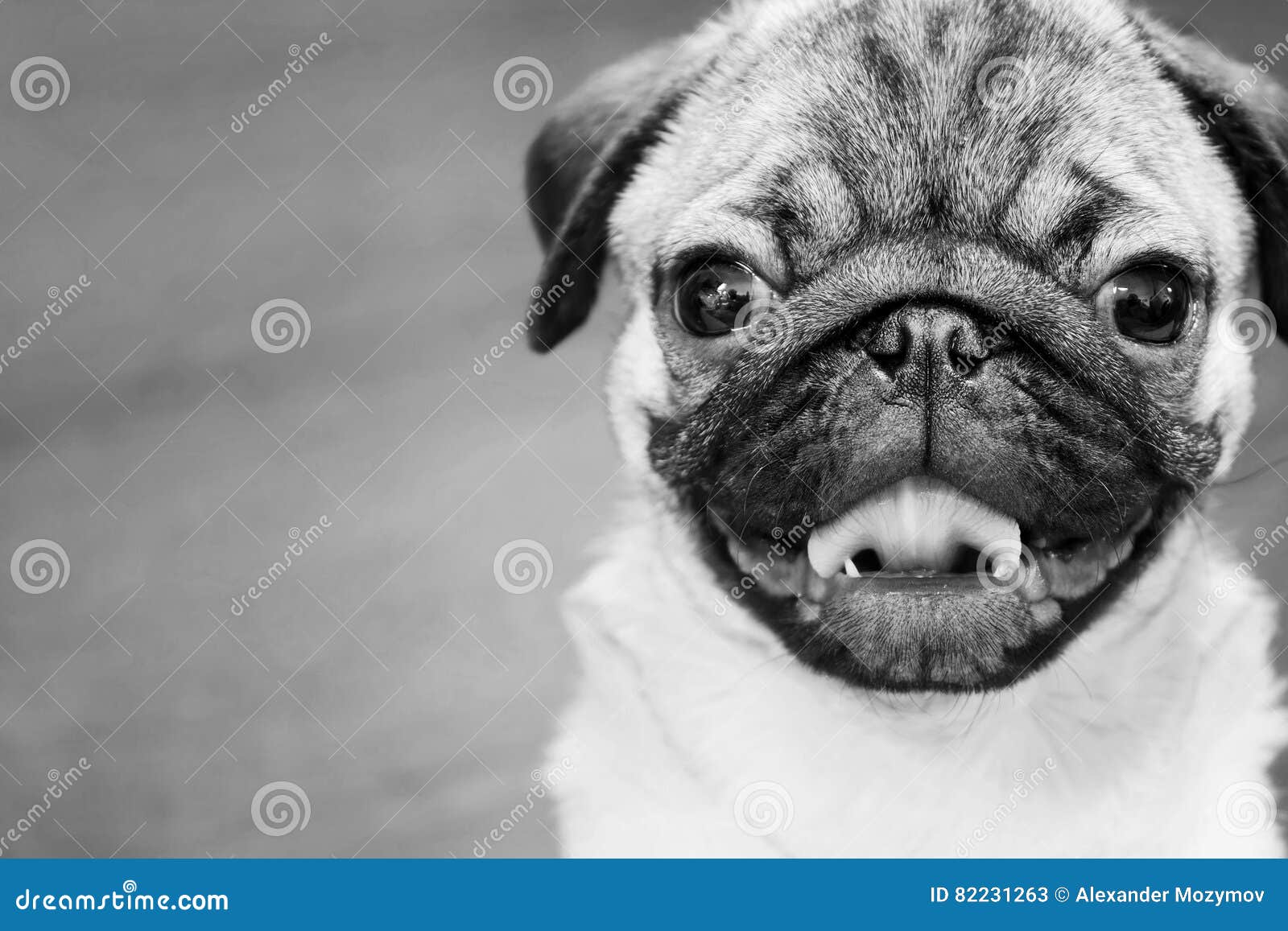 Puppy of Breed a Pug with an Open Mouth Stock Image - Image of puppy ...