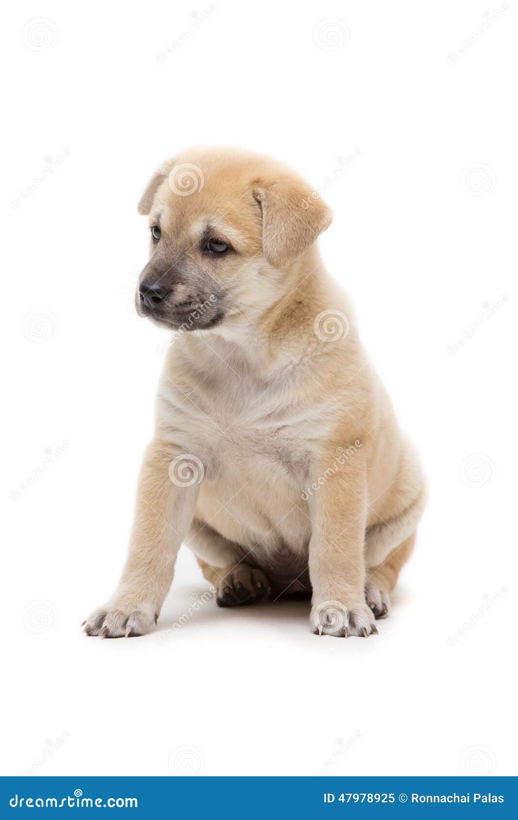 Puppy Brown Sitting on the Floor Stock Image - Image of sweet ...