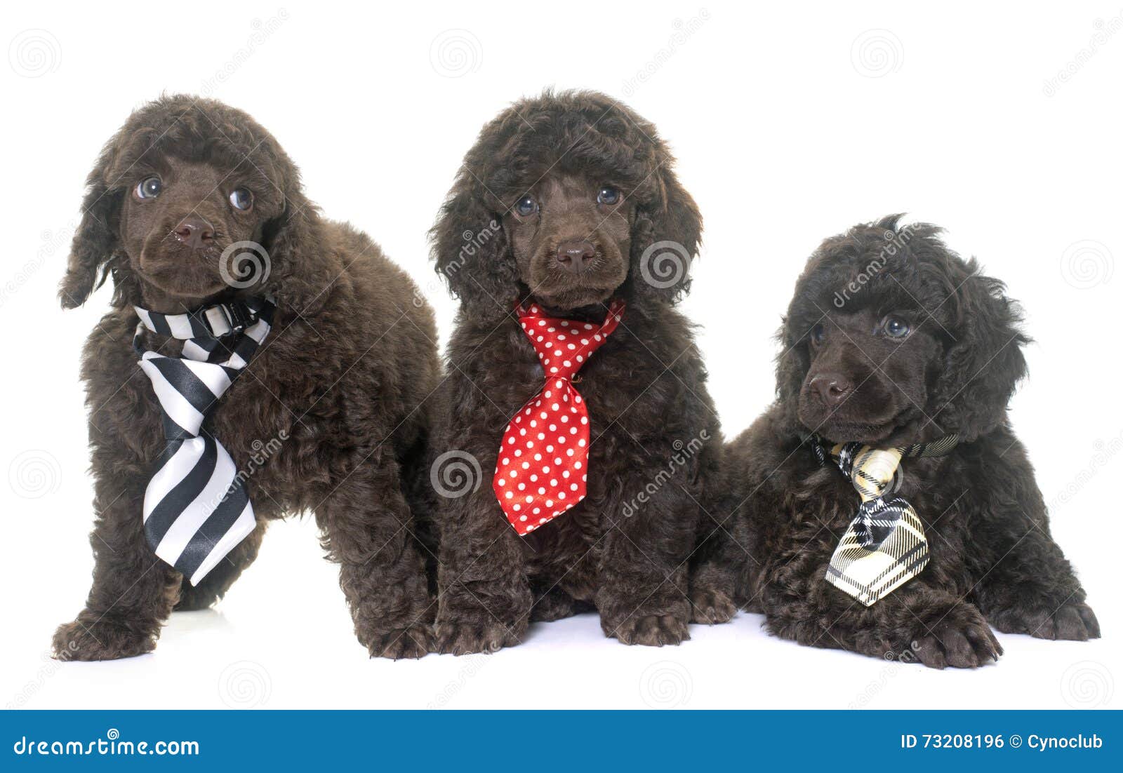 Puppy bruine poedel stock foto. Image of poedel, haar - 73208196